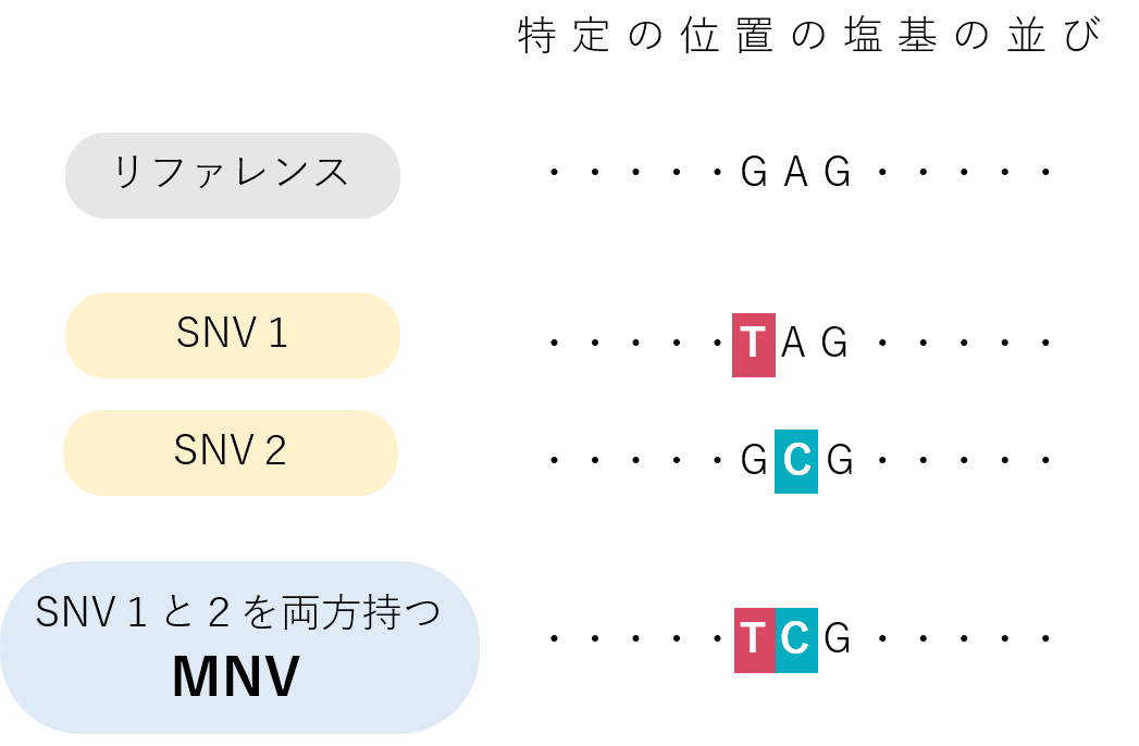 全ゲノムリファレンスパネルにMNV（multiple nucleotide variant）を追加｜東北メディカル・メガバンク機構